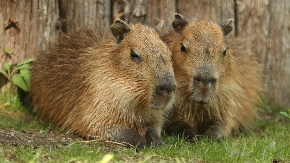 Meet capybaras at this interactive wildlife park | wqad.com