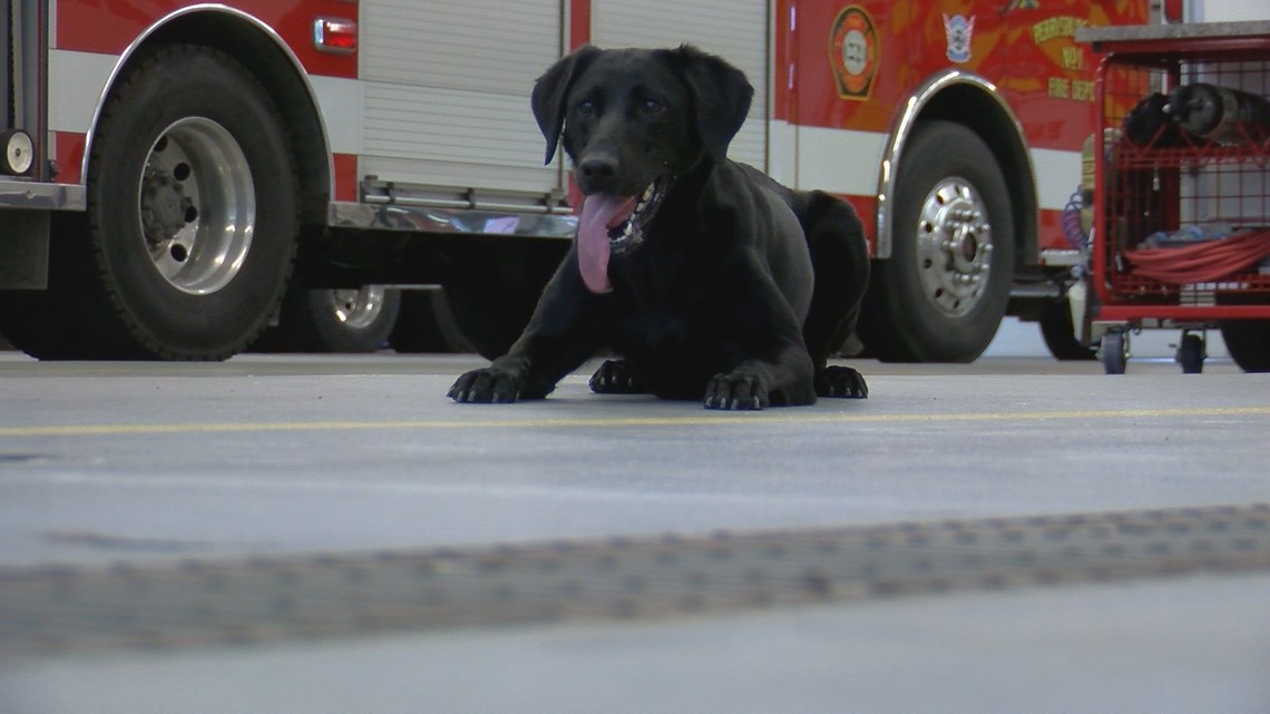 Perrysburg Township fire station dog comforts first responders | 10tv.com