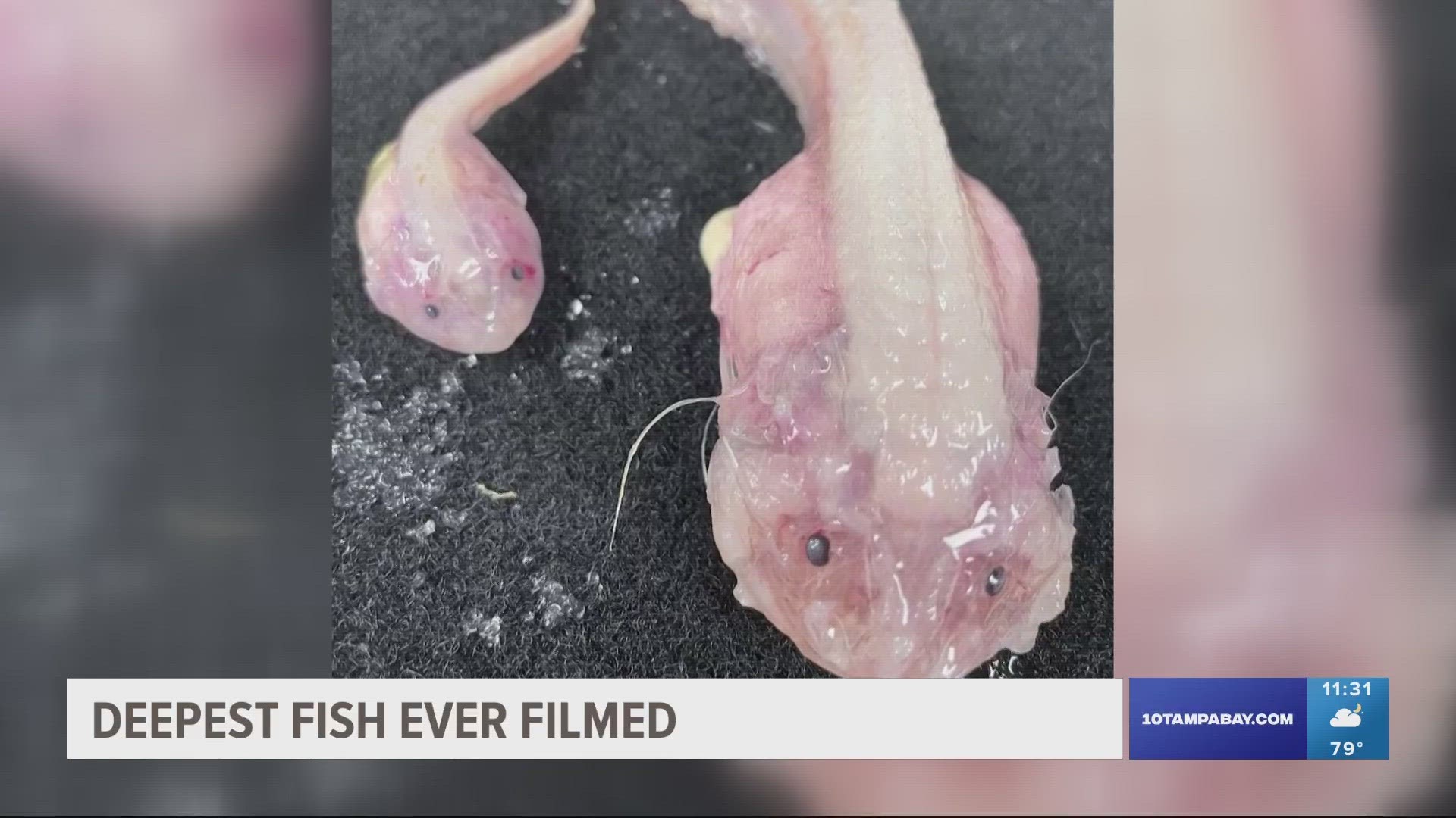 Police: Angry customer hit worker in head with 4-lb. frozen fish | 10tv.com