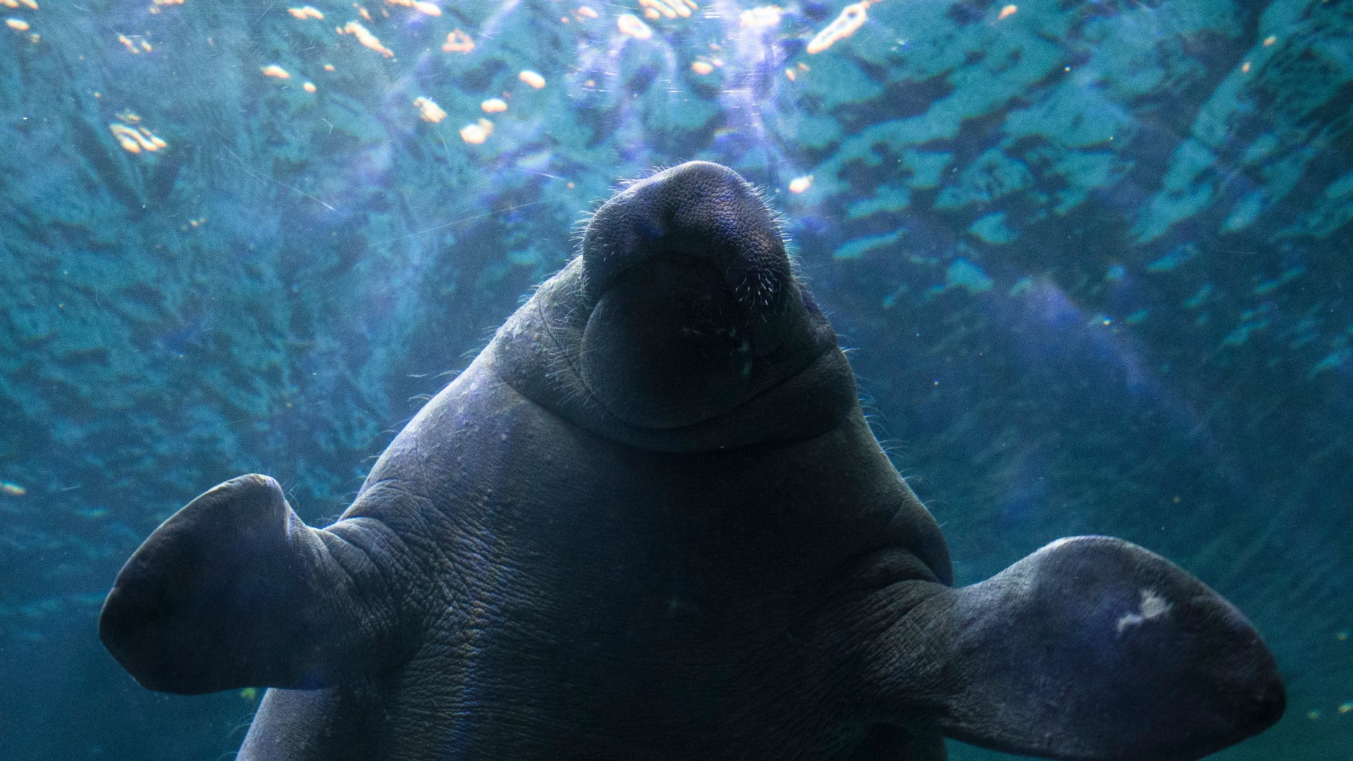 Florida manatee deaths: 637 confirmed dead in 2020, FWC says | wthr.com