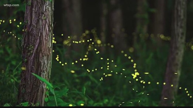 This is why you’re likely seeing fewer lightning bugs than before ...