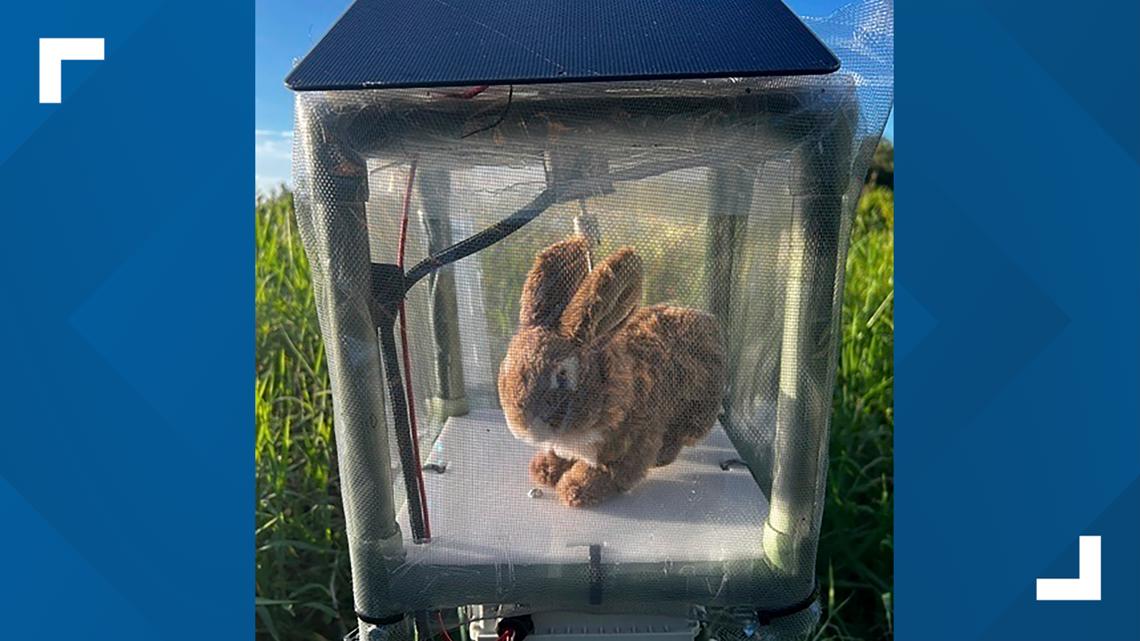 Robot rabbits fight invasive pythons in Everglades | fox61.com