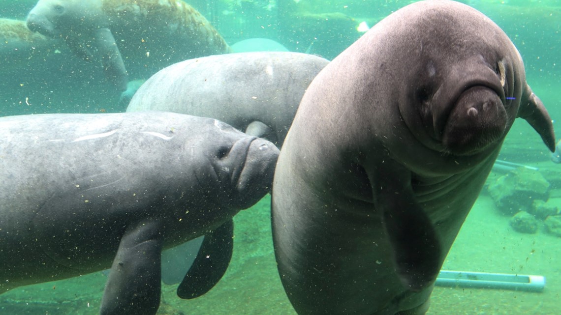 8 manatees return to Florida from Ohio to prepare for release | wthr.com