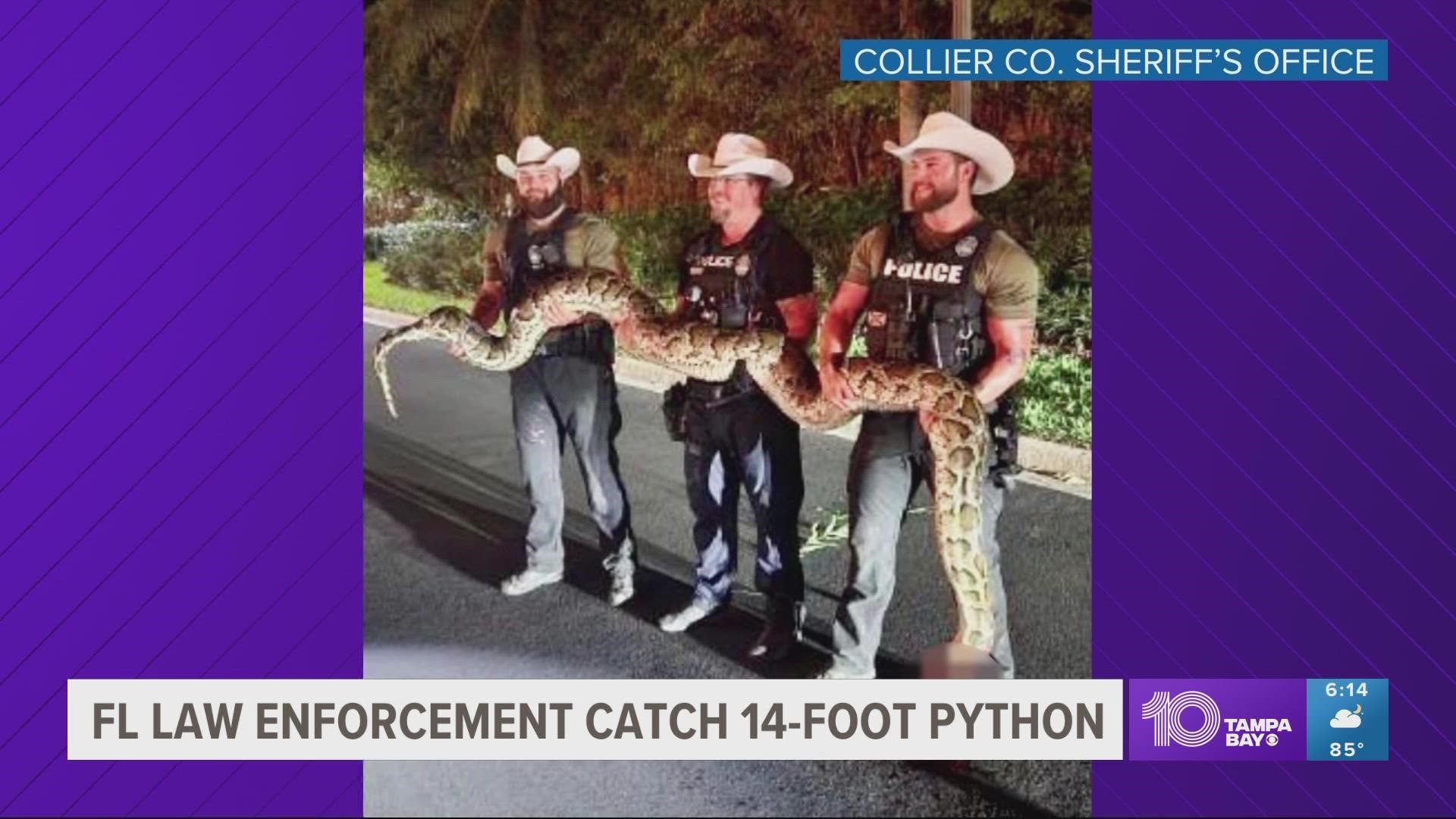 Florida deputies catch 14-foot python during Hurricane Ian clean | wthr.com