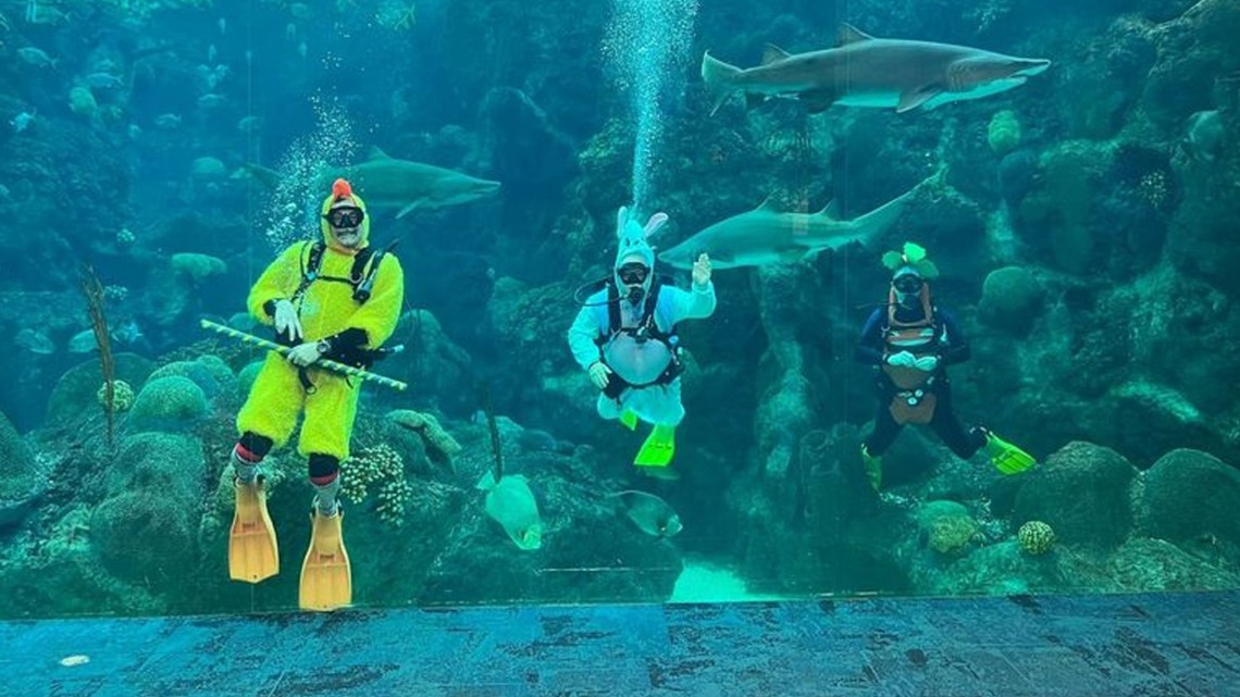 Aquarium animals get Easter treats | fox43.com