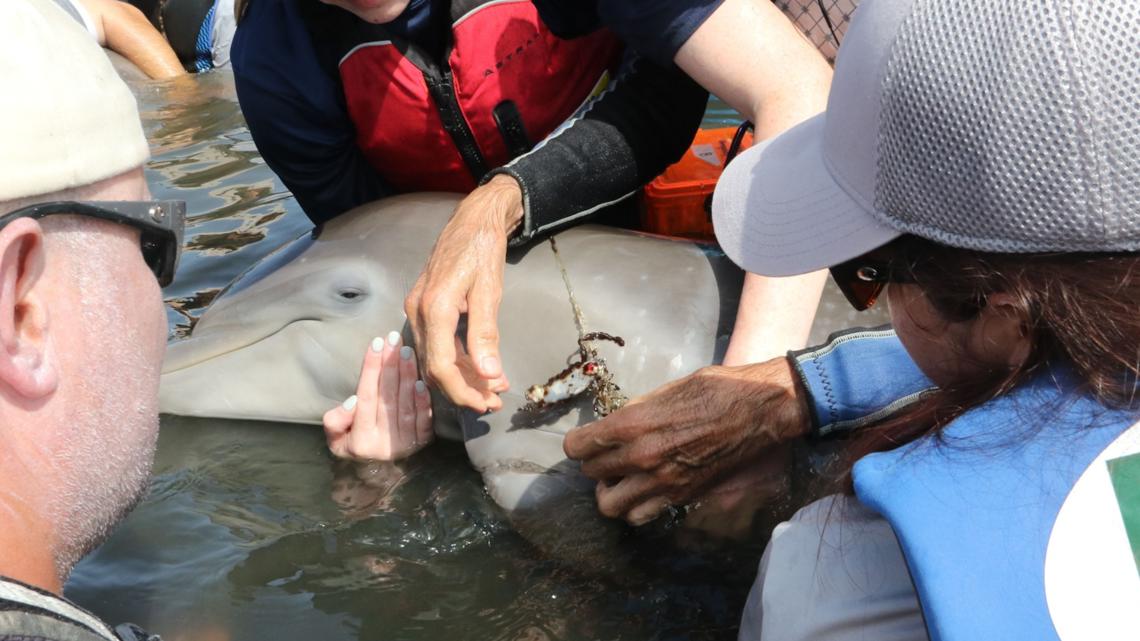 Baby dolphin rescued from fishing line in Florida lagoon | 10tv.com