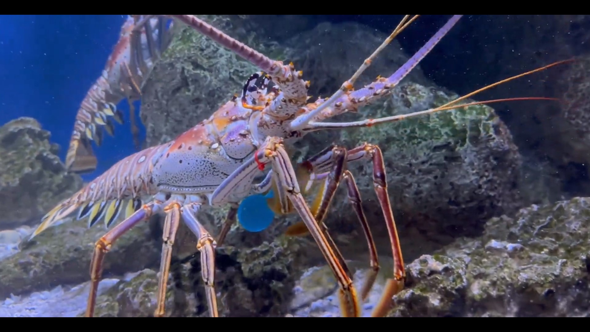 Aquarium animals get Easter treats | fox43.com