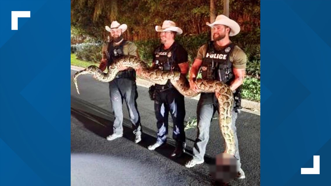 Florida deputies catch 14-foot python during Hurricane Ian clean | 10tv.com