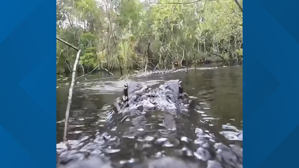 Video: Photographer captures up close encounter with alligator | wthr.com
