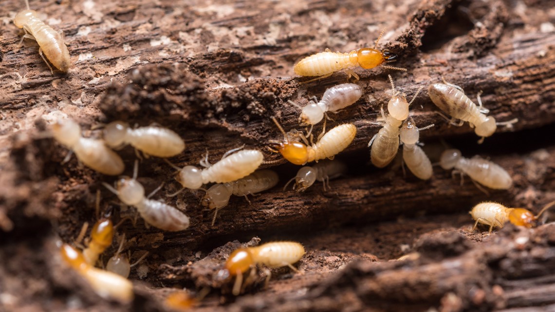 Spring brings increased termite threats, warns Cook’s Pest Control ...