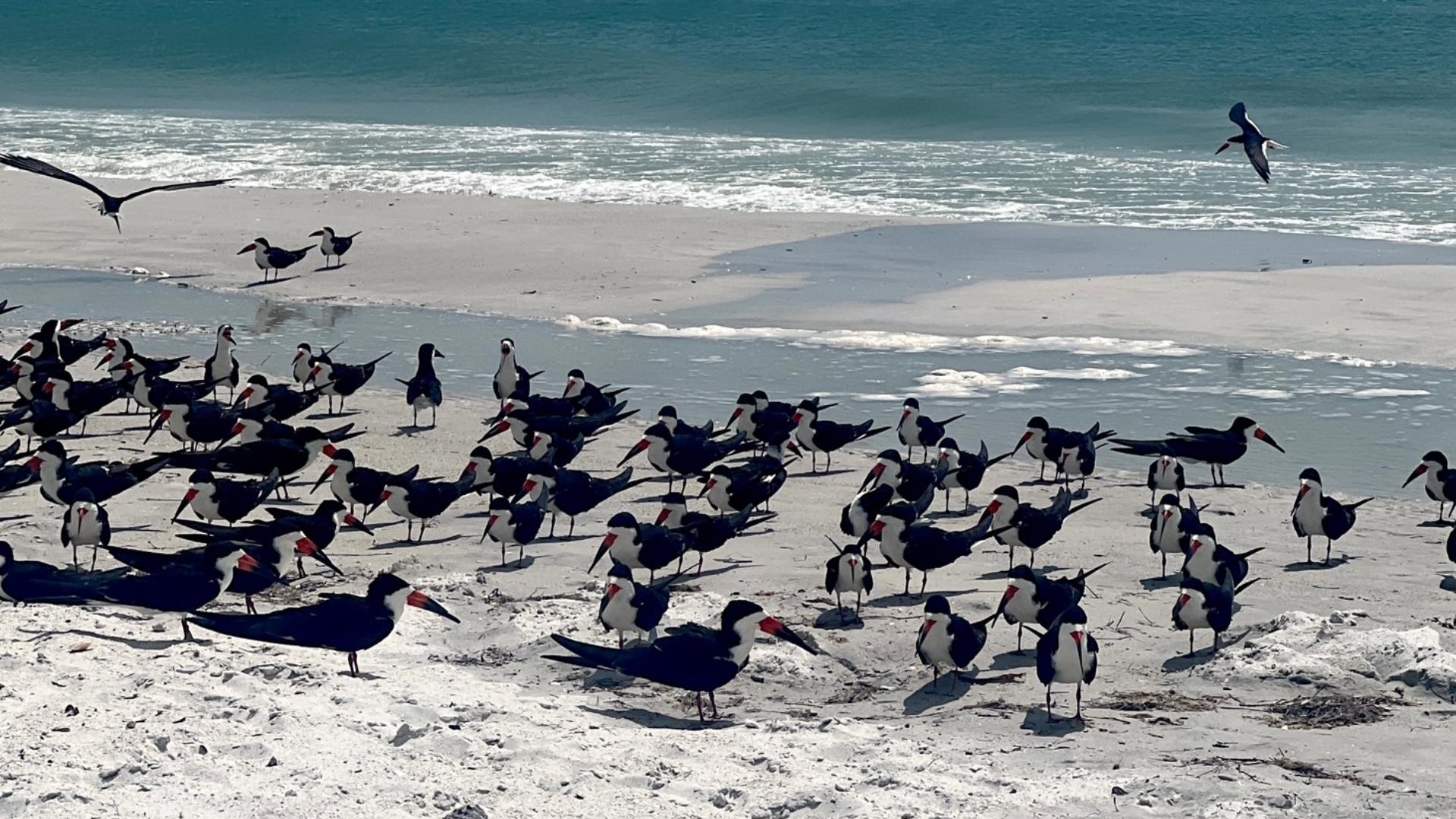 Hundreds of mothballs illegally scattered on Florida beach ...