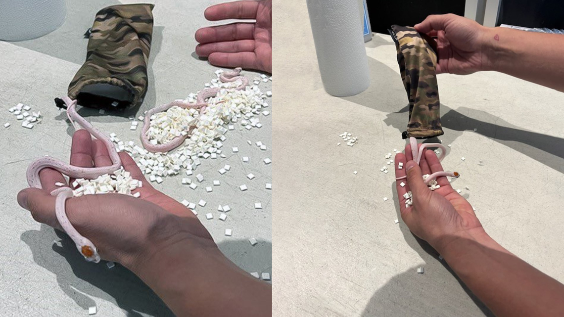 Man found with bag of snakes at Miami airport | wthr.com