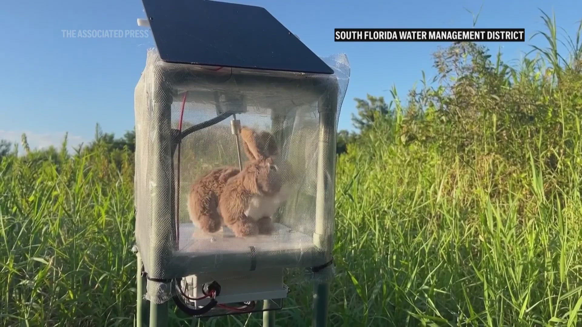 Robot rabbits fight invasive pythons in Everglades | fox61.com