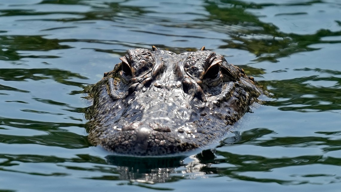 Woman killed by alligators after falling into Florida pond | wqad.com