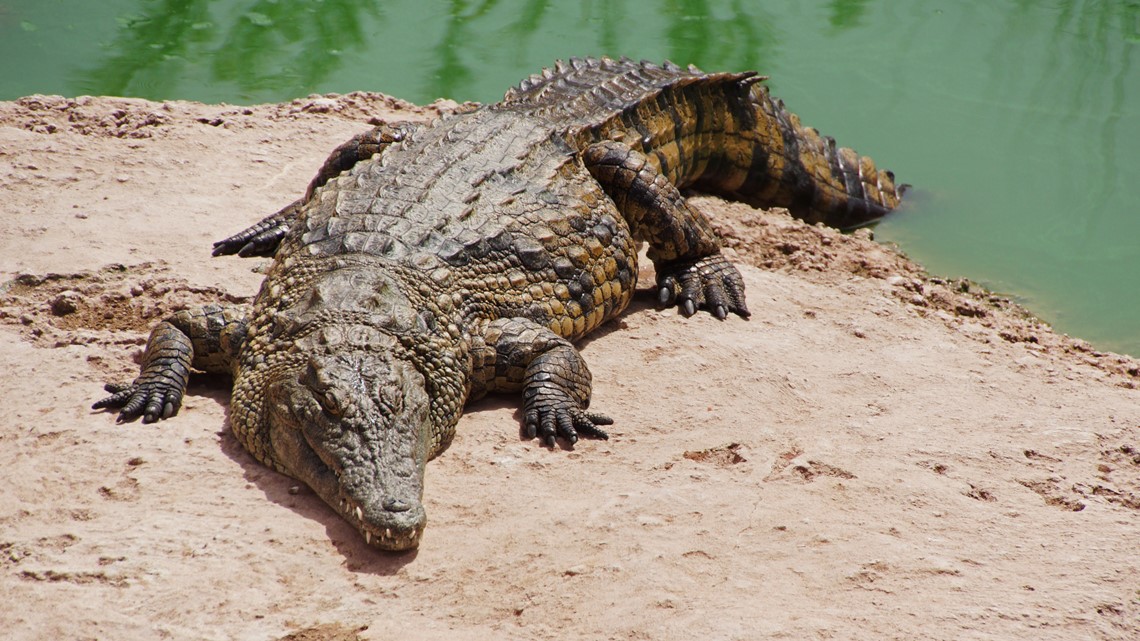 At least 200 crocodiles crawl into cities as rains hit Mexico | wnep.com