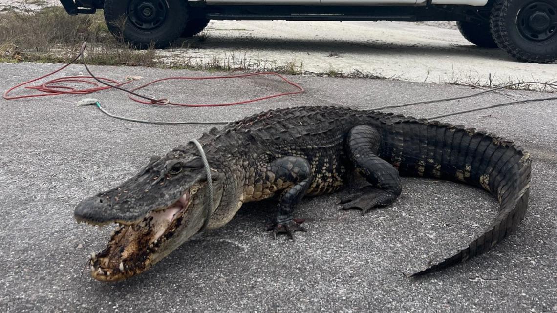 Pinellas County deputies safety relocate 7-foot gator | fox43.com
