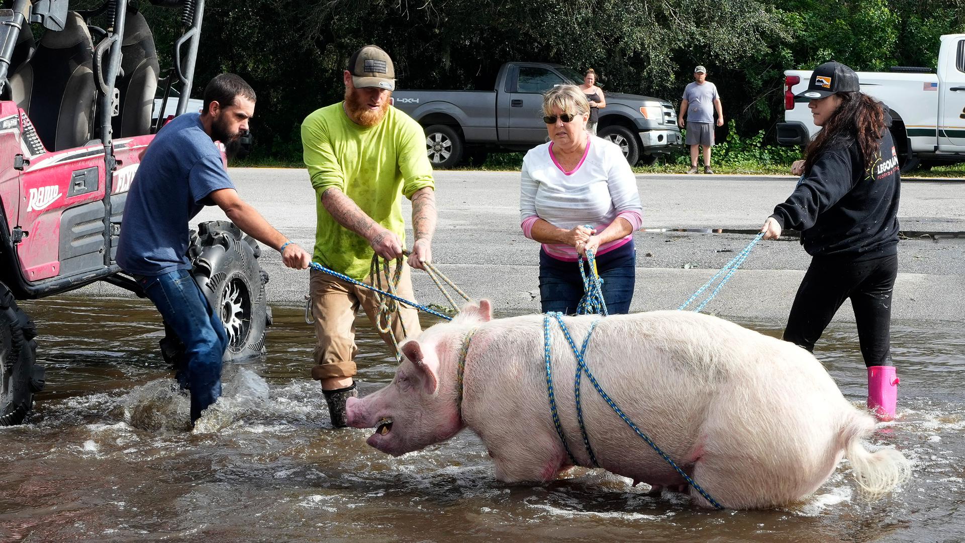 Pig rescued from floodwaters after Hurricane Milton in Lithia, FL ...