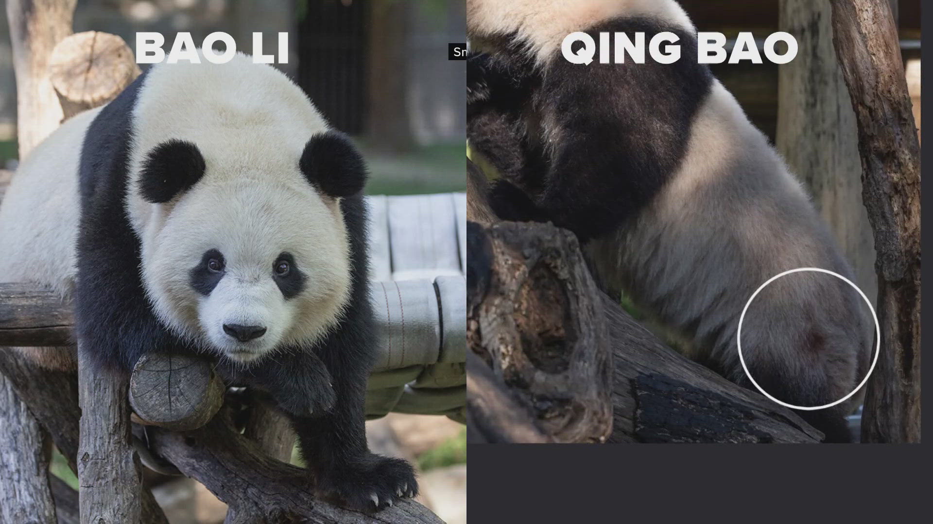 How to tell the difference between the two National Zoo pandas | fox43.com
