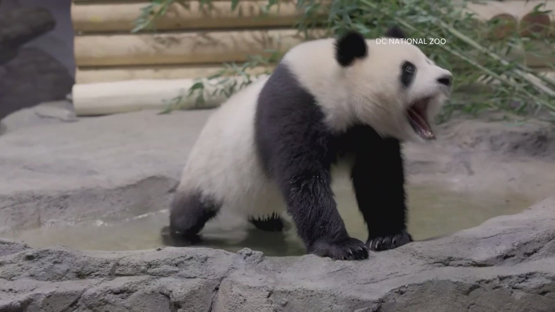 DC pandas Bao Li and Qing Bao make National Zoo debut | wnep.com
