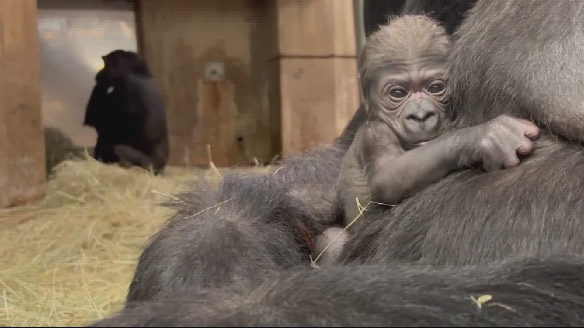 National Zoo baby gorilla gets a name | fox43.com