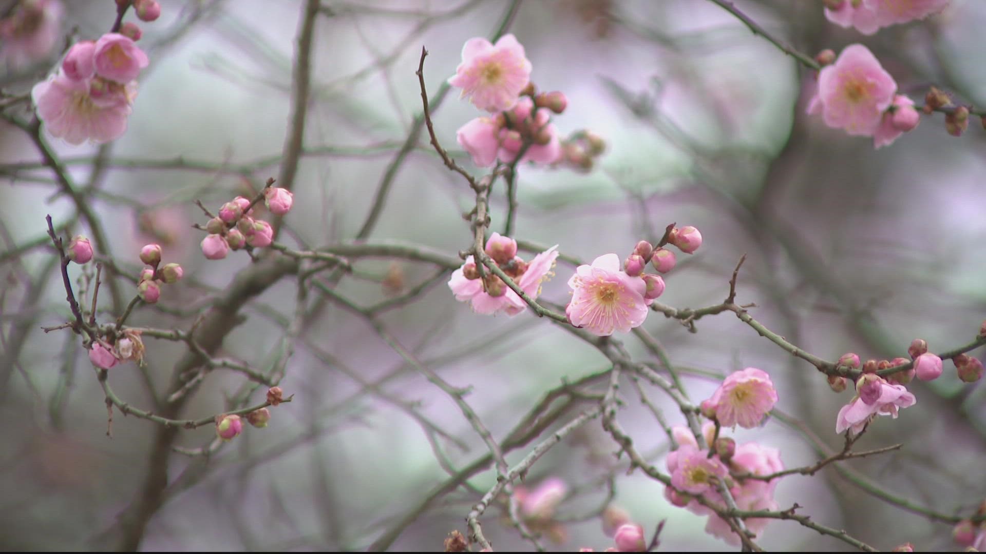 DC's cherry blossom indicator tree is budding, NPS says | fox43.com