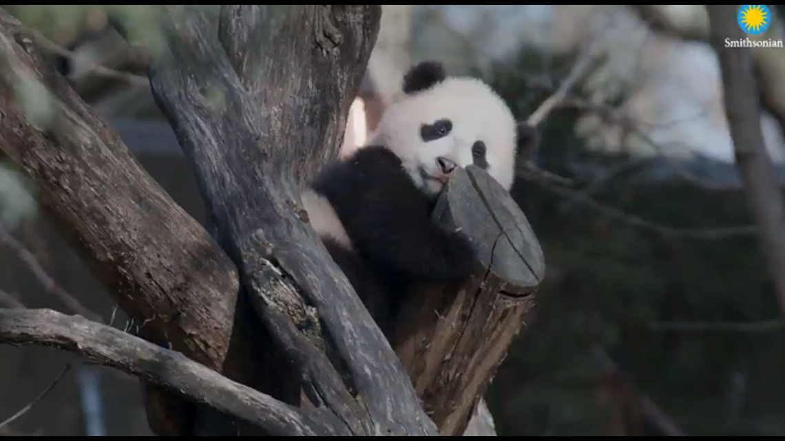 Giant panda cam Smithsonian National Zoo Washington DC | 5newsonline.com