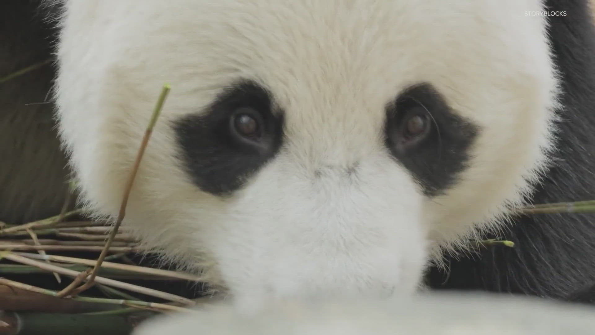 Watch: The Giant Panda Cam is back at the National Zoo | wnep.com