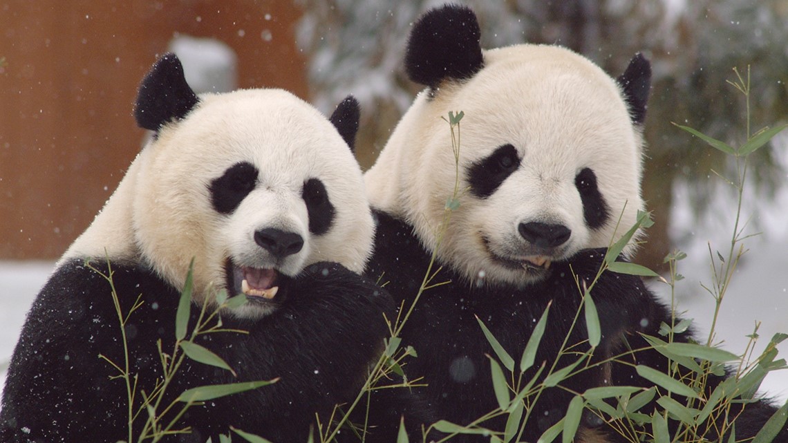 National Zoo pandas share a Mother's Day snuggle | fox61.com