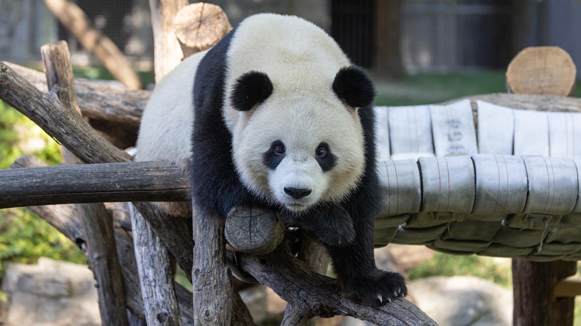 National Zoo shows off pandas with new pictures | weareiowa.com