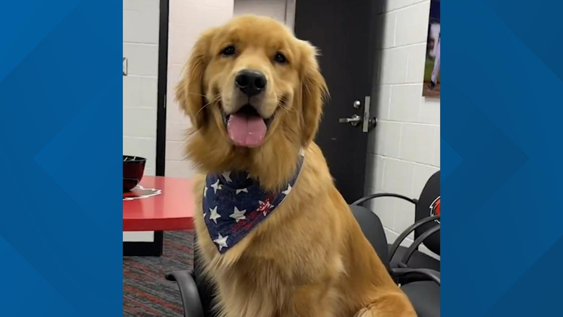 Bruce the Bat Dog to debut with Washington Nationals Saturday | fox43.com