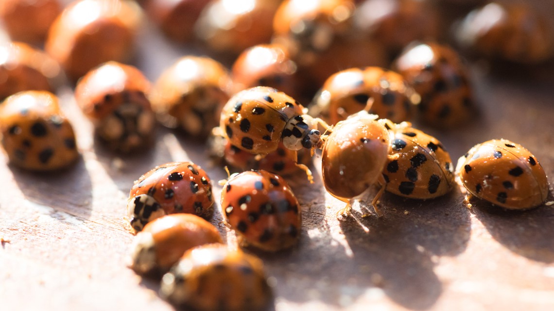 Are ladybugs signaling the end of winter in the DMV? | fox43.com
