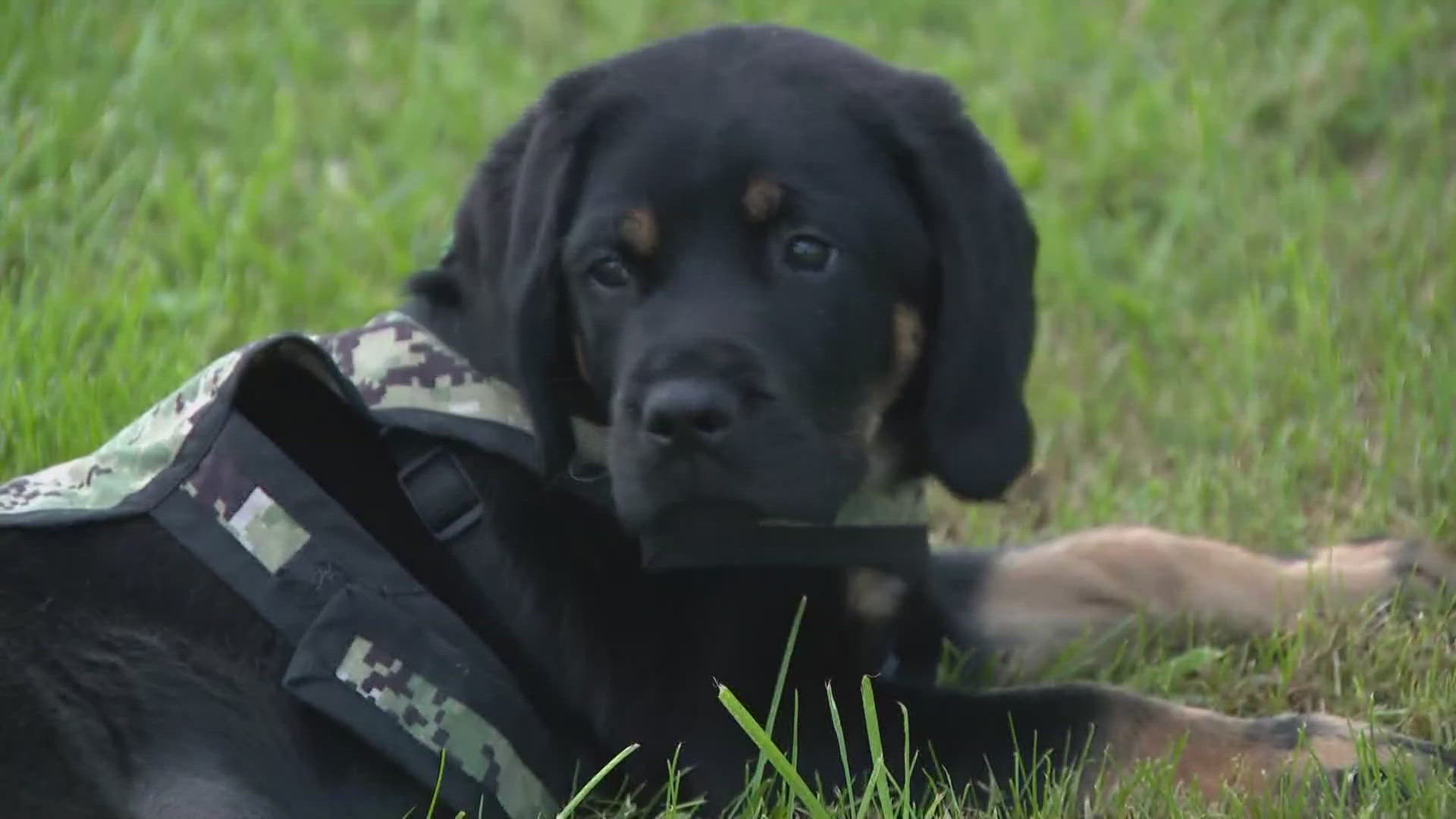 Here's a look at Washington Commanders' team Dog Barney | fox43.com
