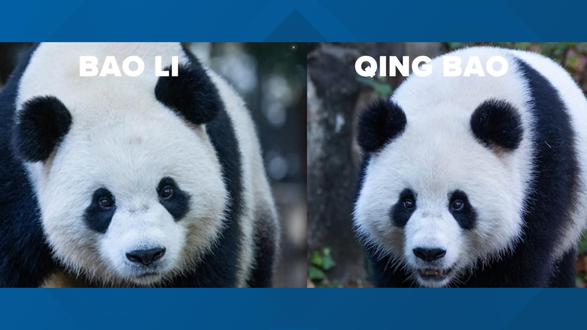How to tell the difference between the two National Zoo pandas | fox43.com