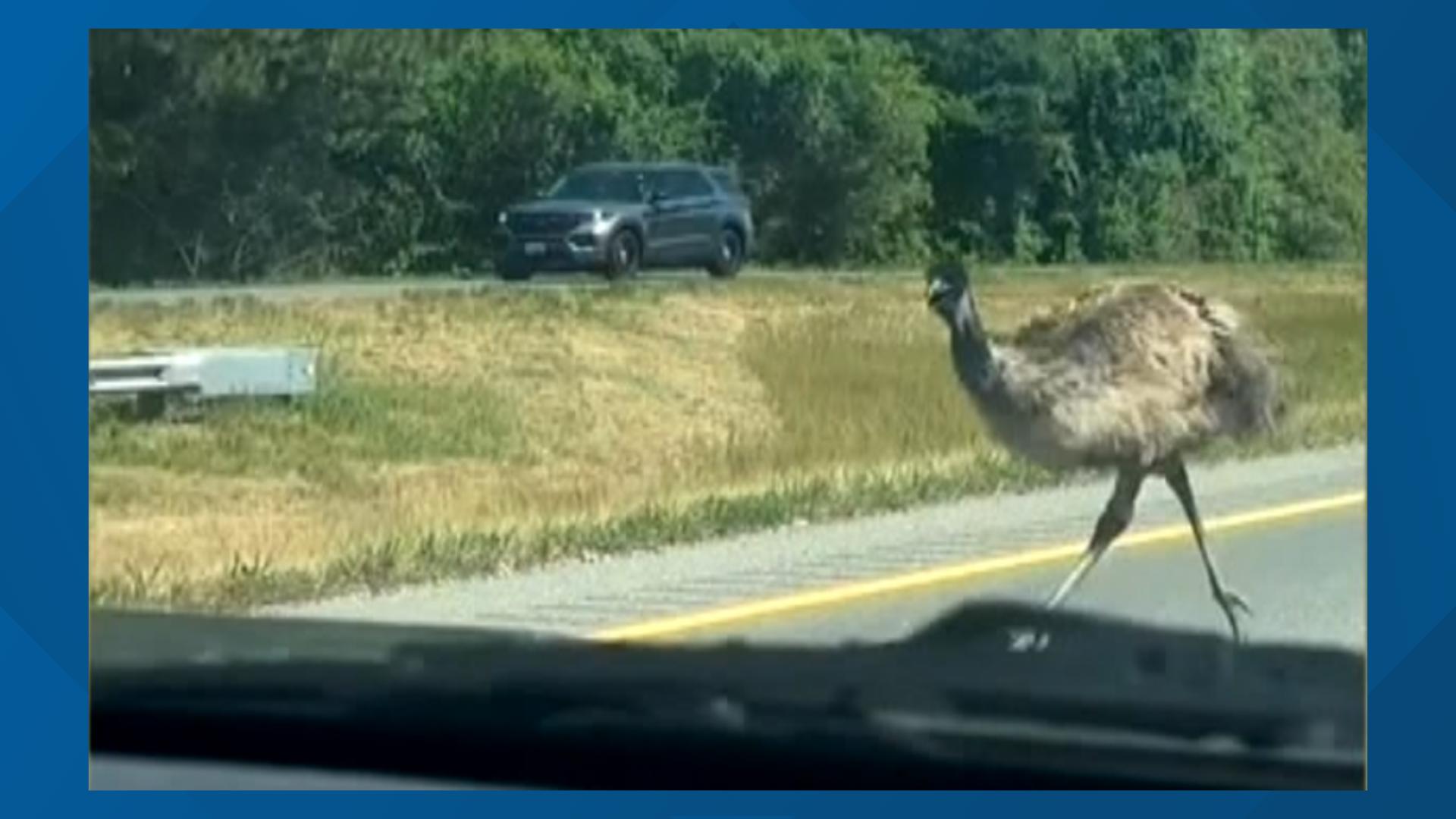 Emu caught after hours-long chase in Maryland | 5newsonline.com