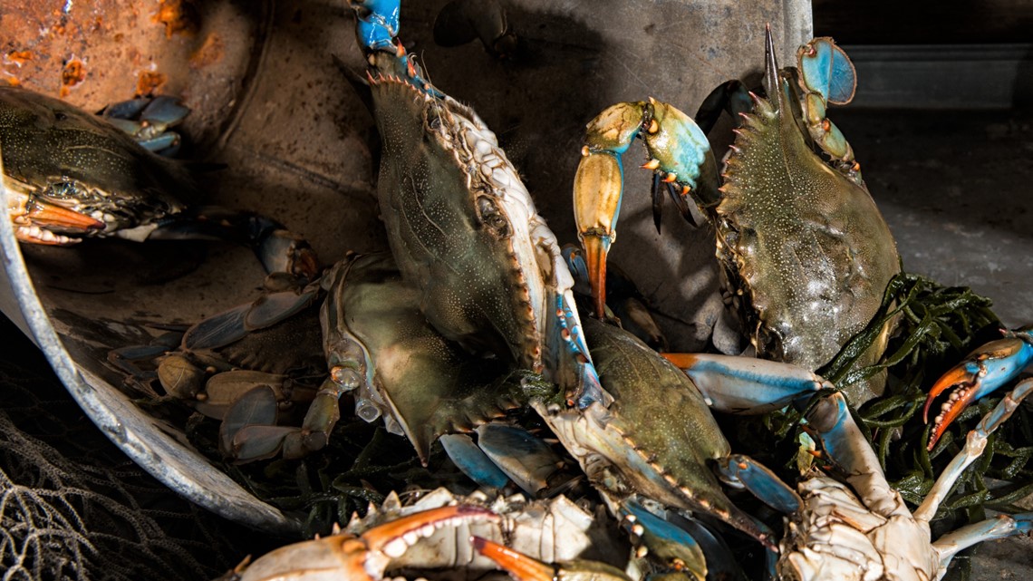 Maryland blue crabs: Population increase in female blue crabs | fox43.com