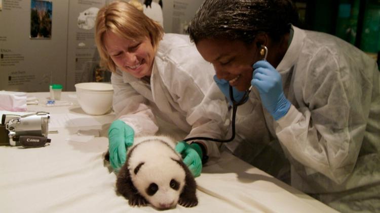 Revisiting panda history in Washington, DC | fox43.com