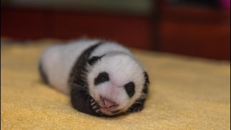 Revisiting panda history in Washington, DC | fox43.com
