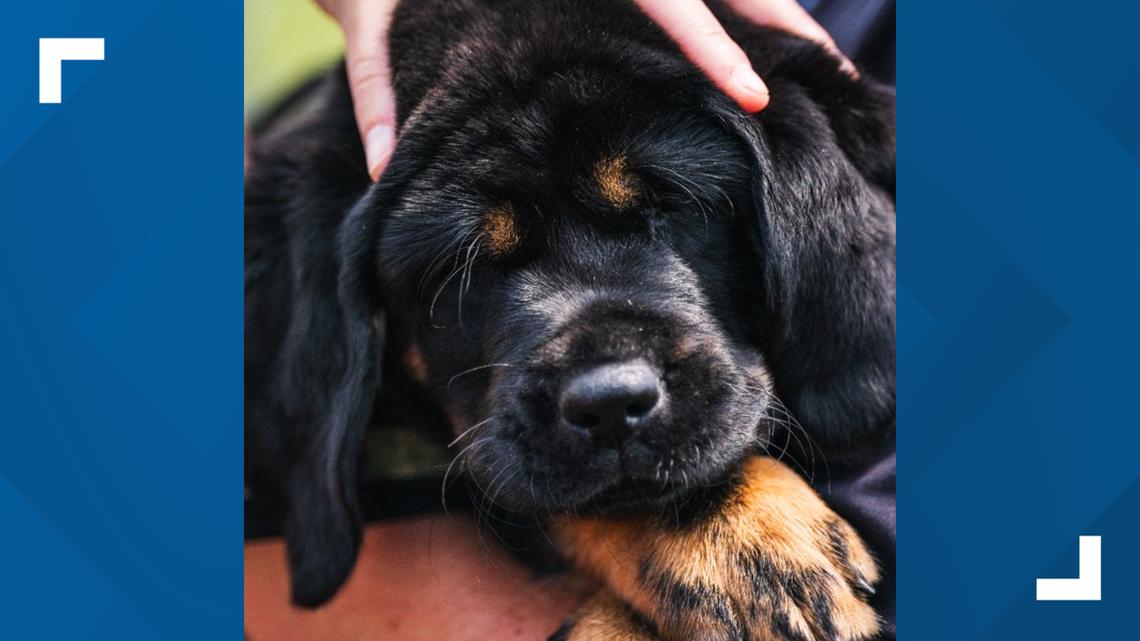 Here's a look at Washington Commanders' team Dog Barney | fox43.com