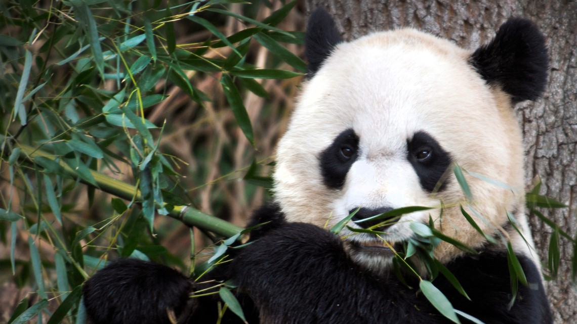 Revisiting panda history in Washington, DC | fox43.com
