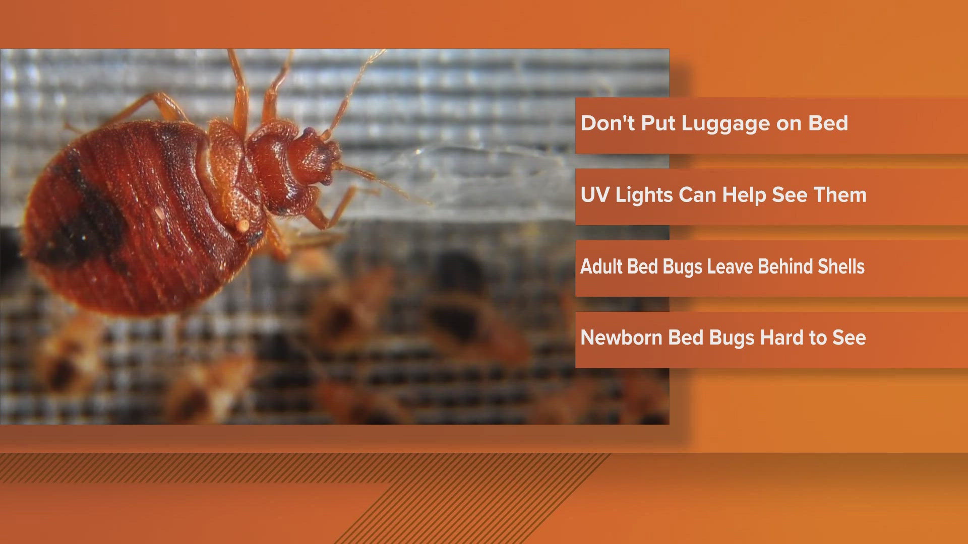 DC ranks among the worst cities for bed bugs, new data says | fox43.com