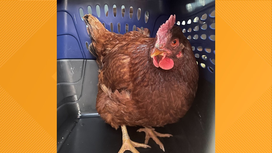Chicken found wandering around at the Pentagon | fox43.com