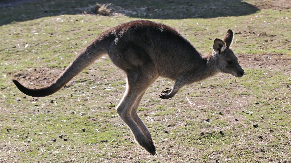 Australian man killed by kangaroo in rare fatal attack | fox43.com