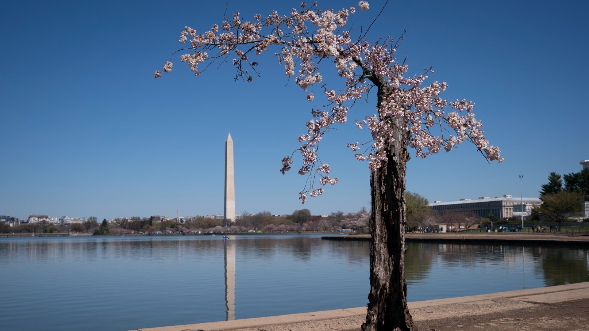 How Stumpy, DC's beloved hollow cherry tree, may live on | fox43.com