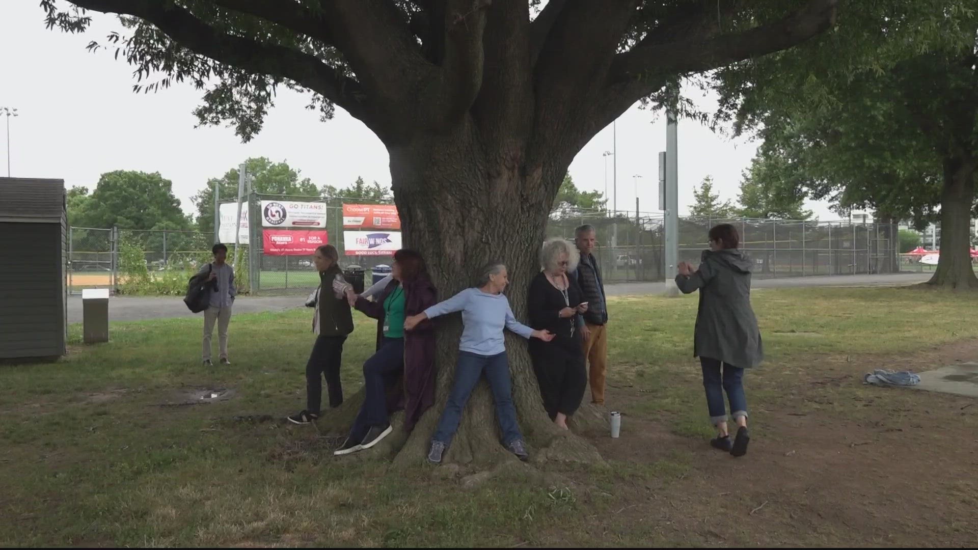 Neighbors fight Alexandria plan to remove ancient oaks | fox43.com