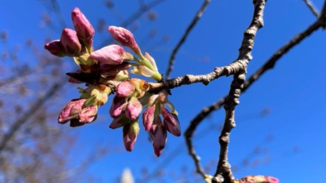Cherry blossoms hit stage 4 in Washington, D.C. | fox43.com