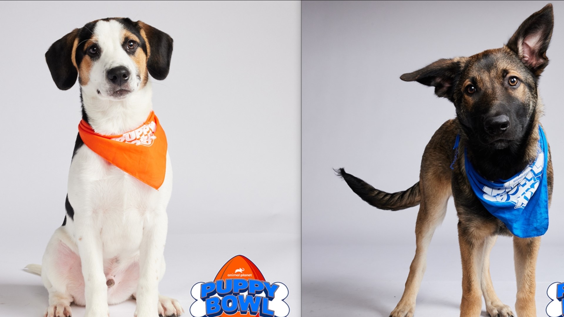 Meet the DMV pups that will be in Puppy Bowl XX | fox43.com