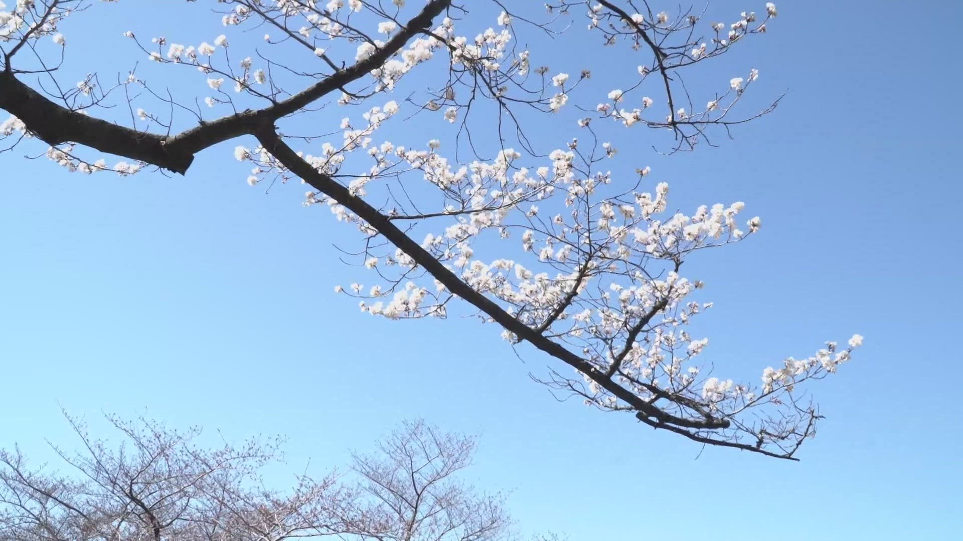 DC's cherry blossom indicator tree blooming at tidal basin | fox43.com