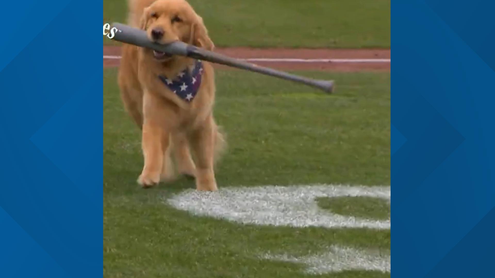 Bruce the Bat Dog to debut with Washington Nationals Saturday | fox43.com