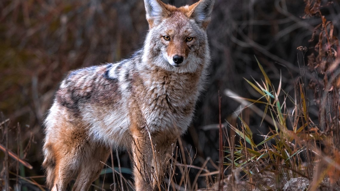 Coyote shot, killed after attacking women in Maryland | wqad.com