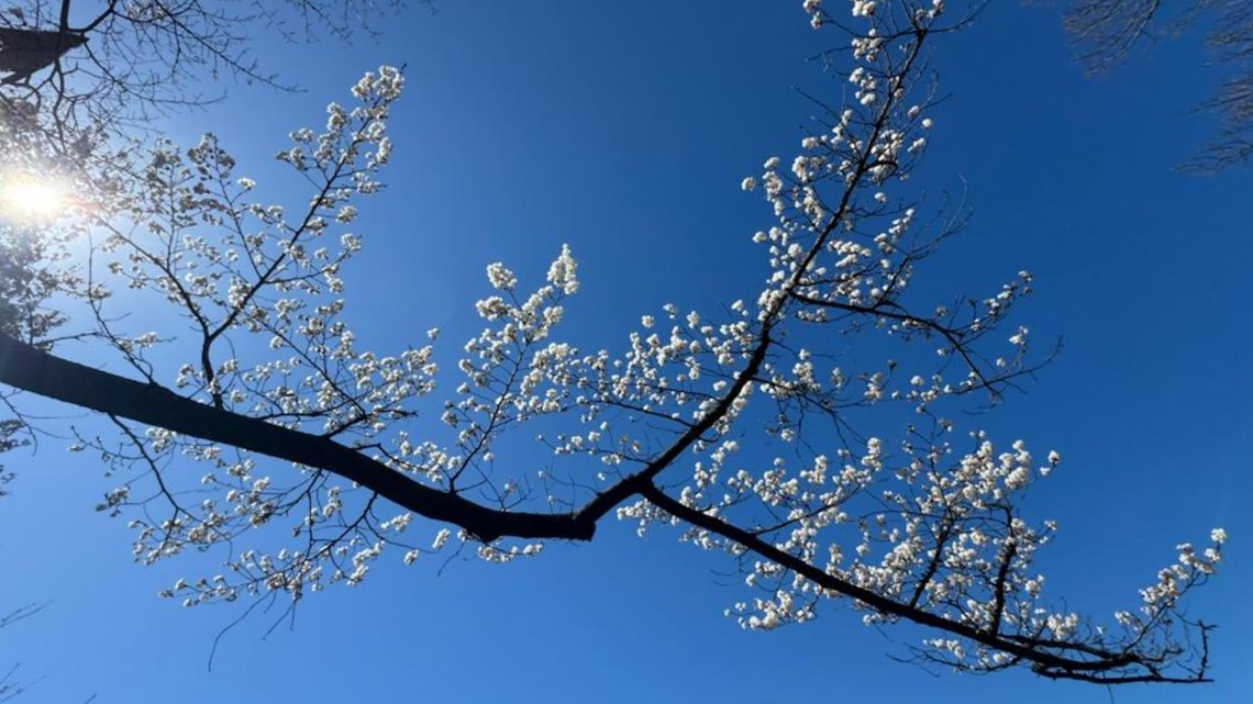 DC's cherry blossom indicator tree blooming at tidal basin | fox43.com